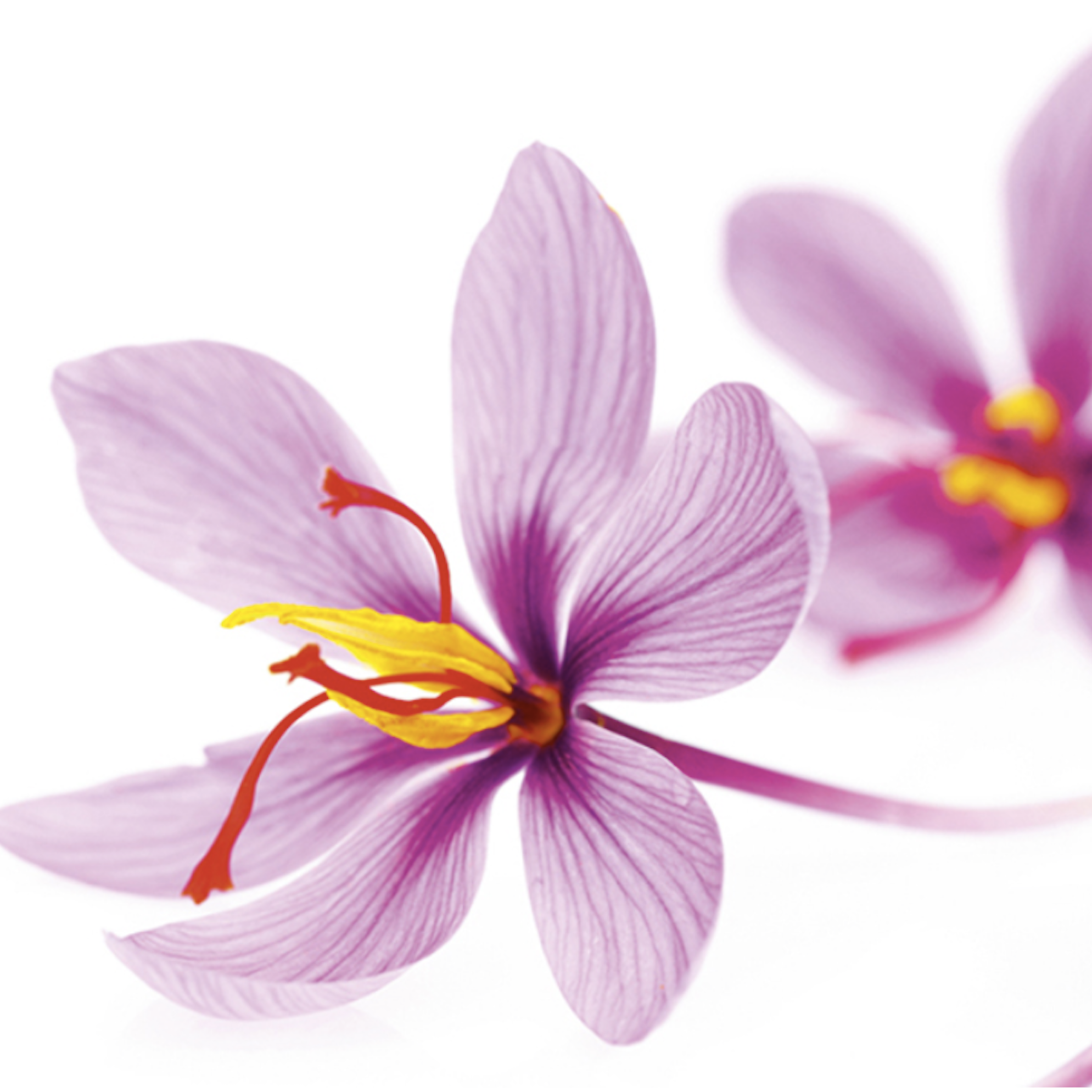 Organic Red Saffron in powder/ ground saffron – Grecian Purveyor